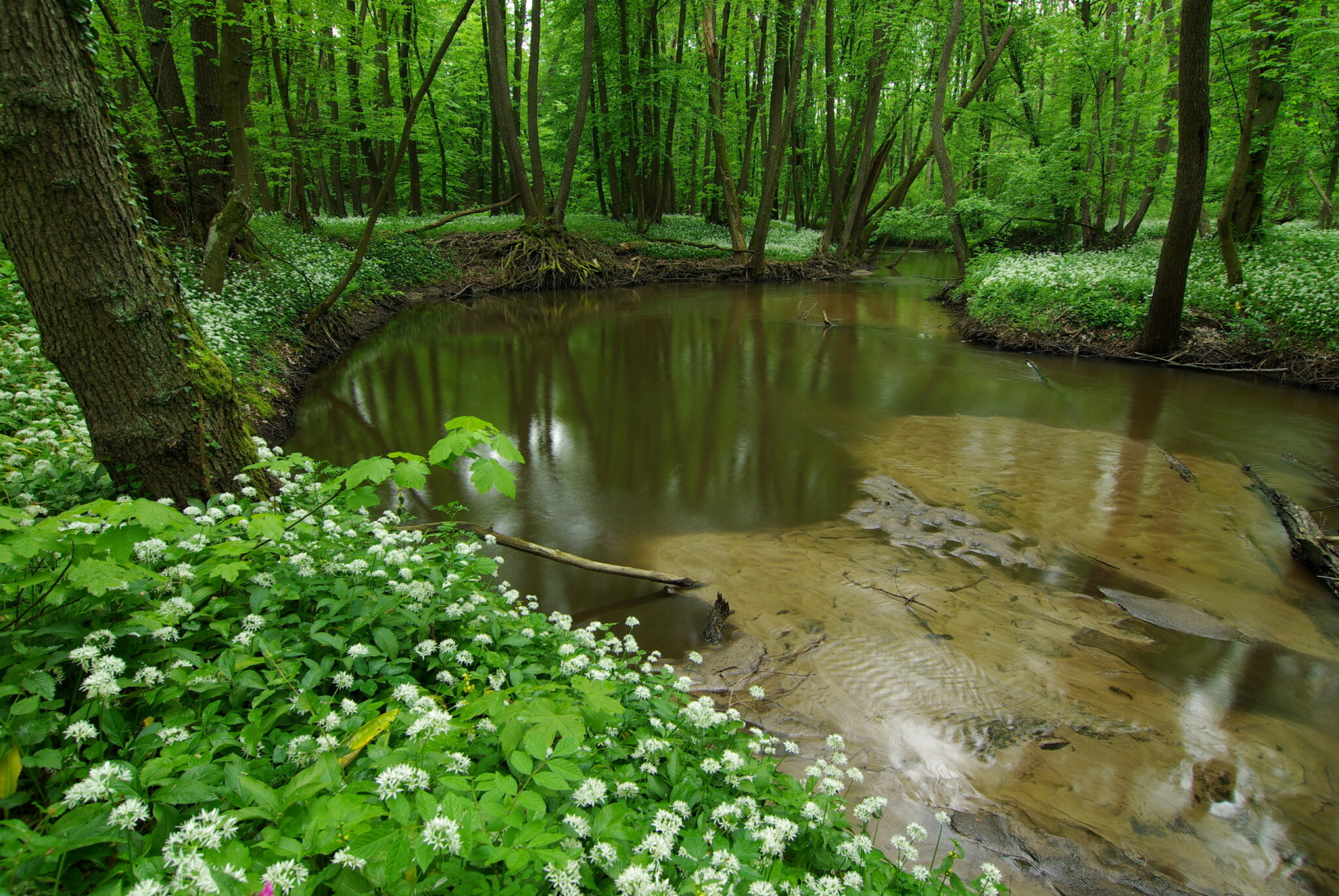 Implementation Site 2 – Rudava, Slovakia – Restore4Life