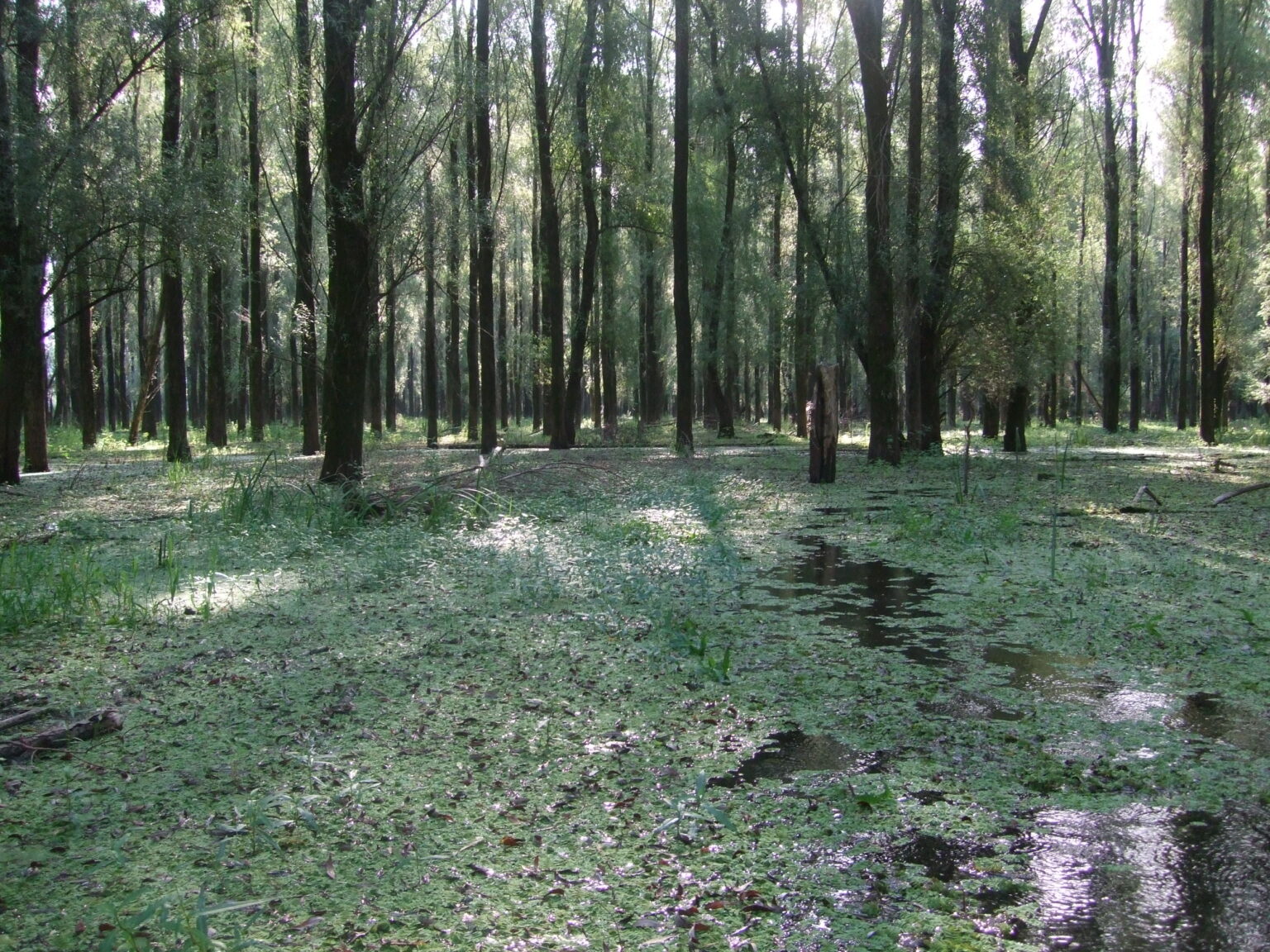 Monitoring Site 3 – Gornje Podunavlje, Serbia – Restore4Life